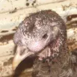 Turkey diseases: symptoms and treatment at home, prevention 1086_18