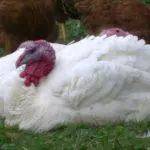 Turkey diseases: symptoms and treatment at home, prevention 1086_2
