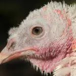 Turkey diseases: symptoms and treatment at home, prevention 1086_22