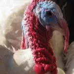 Turkey diseases: symptoms and treatment at home, prevention 1086_3