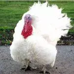 Turkey diseases: symptoms and treatment at home, prevention 1086_4