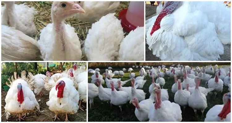 Faʻamaʻi o Turkeys