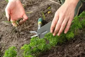 Groeien en zorg voor peterselie in de open grond, hoe en hoeveel groeit