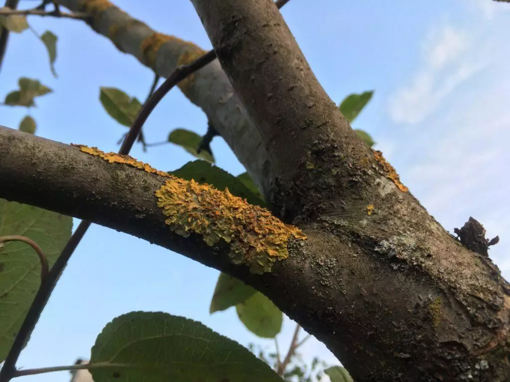 Comment se débarrasser des lichens sur un pommier, les meilleurs moyens de se battre et des mesures préventives