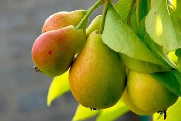 груша фруктова
