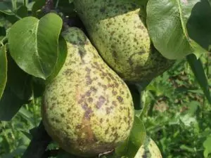 Shkaqet e makaronave në dardhë dhe metodat e luftës me ilaçe dhe mjete juridike popullore