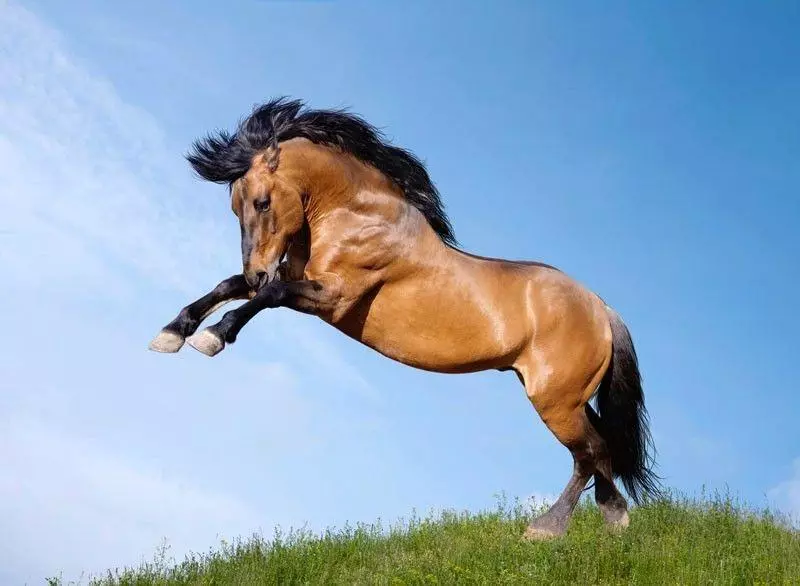 Mustang Horse.