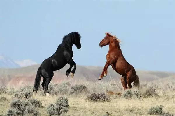 Kuda Mustang