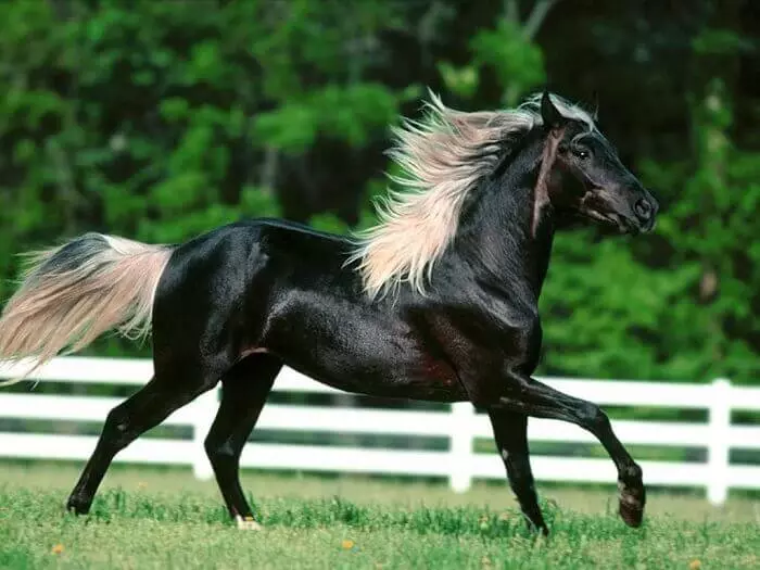 Konia Mustang.