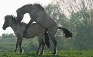 Métodos de inseminación de cabalos e as súas vantaxes, embarazo e como ir ao seu nacemento