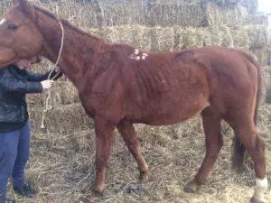 Leptospirosis'in atları, tedavisi ve aşı kullanımı için talimatların açıklaması