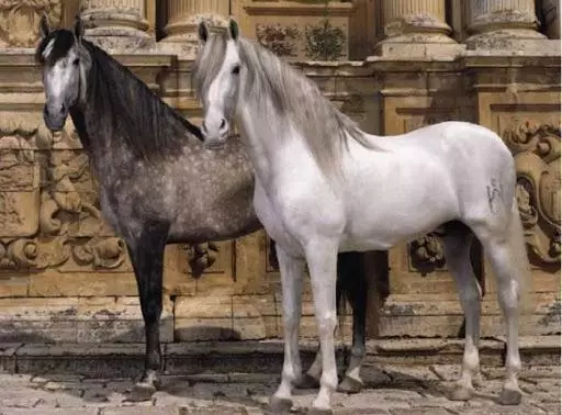 Andalúzi ló