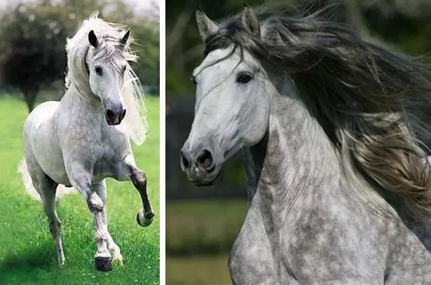 Andalusisches Pferd.