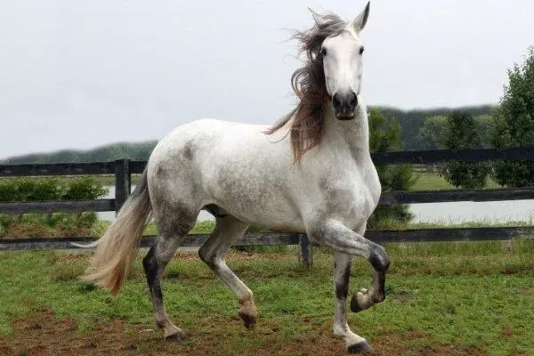 अंडलुसियन घोड़ा
