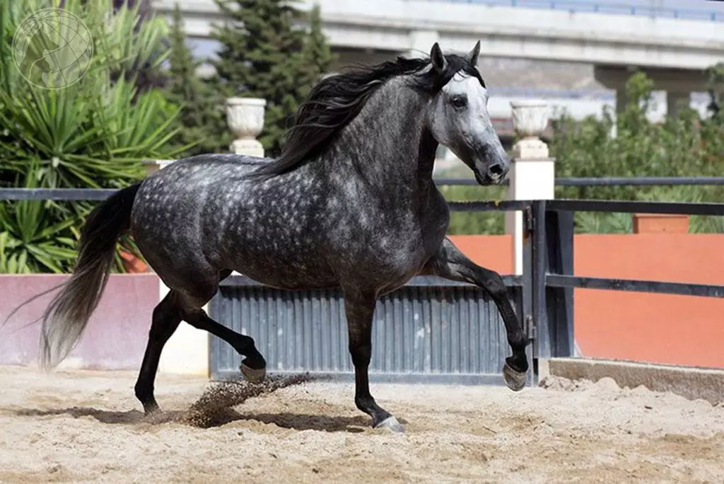 एक सुंदर घोड़ा