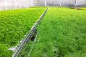 როგორ იზრდება ოხრახუში hydroponics და რამდენად იზრდება