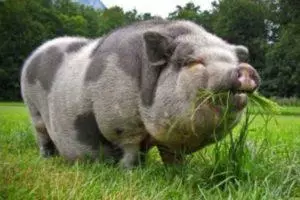 Förblandningar för grisar: Fördelar och nackdelar, sammansättning och tillverkare, regler