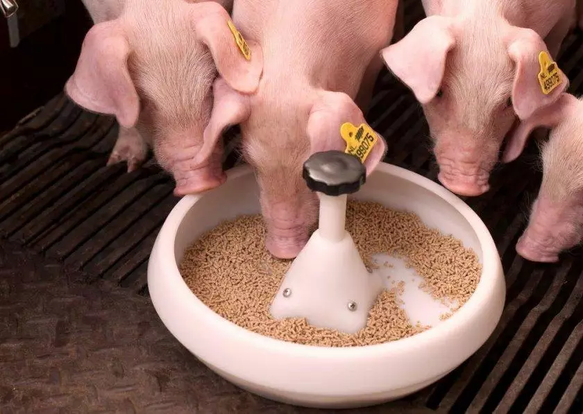 Alimentació de porcs