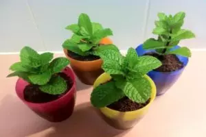 Hoe te groeien en zorg voor munt thuis op de vensterbank van zaden
