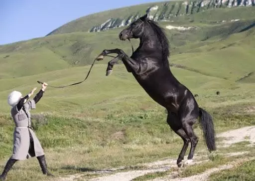 Karatschay Rasse von Pferden: Geschichte und Beschreibung, Inhaltsregeln