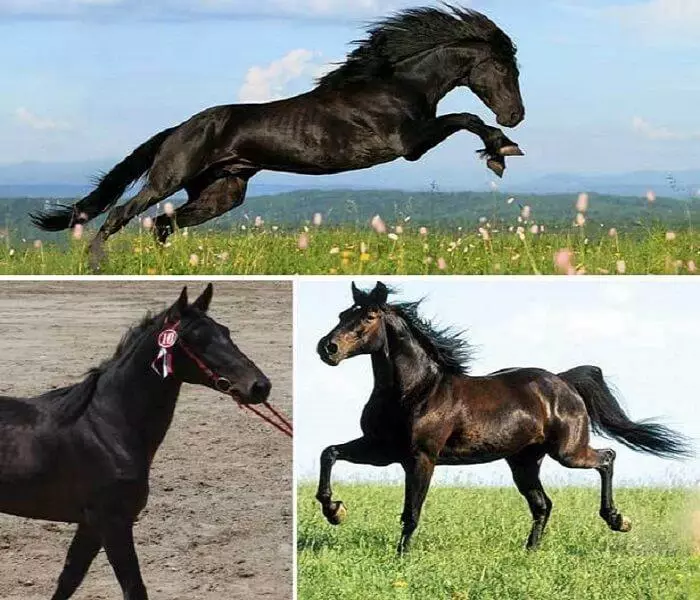 Kurachay breed kuda