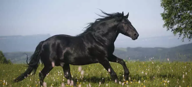 Karachay race chevaux