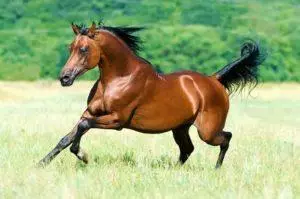 Descripció de cavalls àrabs de pura pura i regles d'atenció