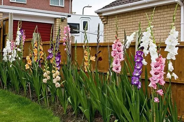 Gözəl gladiolus