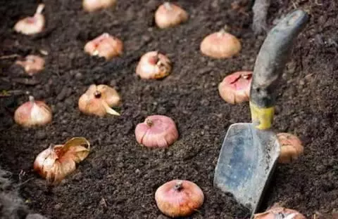 Planting flowers