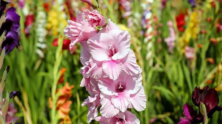 Flor bonita