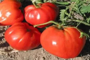 Priskribo de tomato tomato novosibirsk batis, ecoj de kreskanta kaj zorgo