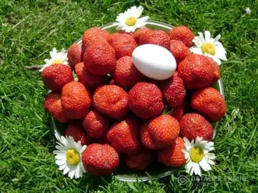 Groeiende aardbeien Honey