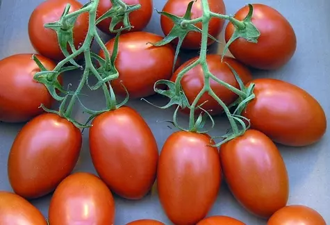 Bushes tomat roma