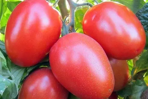 I-roma tomato kumhlaba ovulekileyo