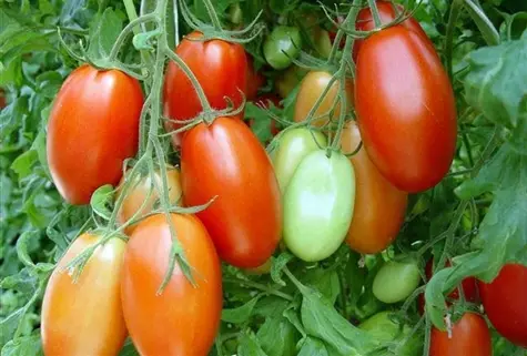 باغ میں روما ٹماٹر