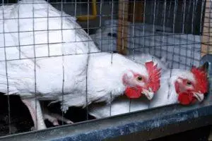 Regras para o conteúdo e o cultivo de frangos de corte em casa nas células