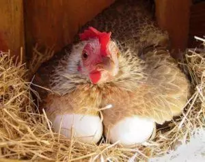 Quantos ovos por dia podem demolir o frango e o que depende