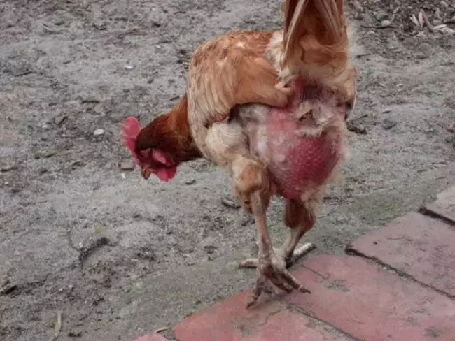 Chicken Lyseet