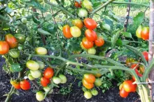 תיאור של צבע עגבניות בלוך, המלצות לגידול ולטפל