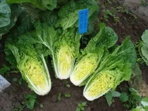 Καλλιέργεια και φροντίδα για το λάχανο του Πεκίνου στο ανοιχτό έδαφος
