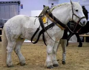 Characteristics and features of the content of large traction horses of the Russian breed