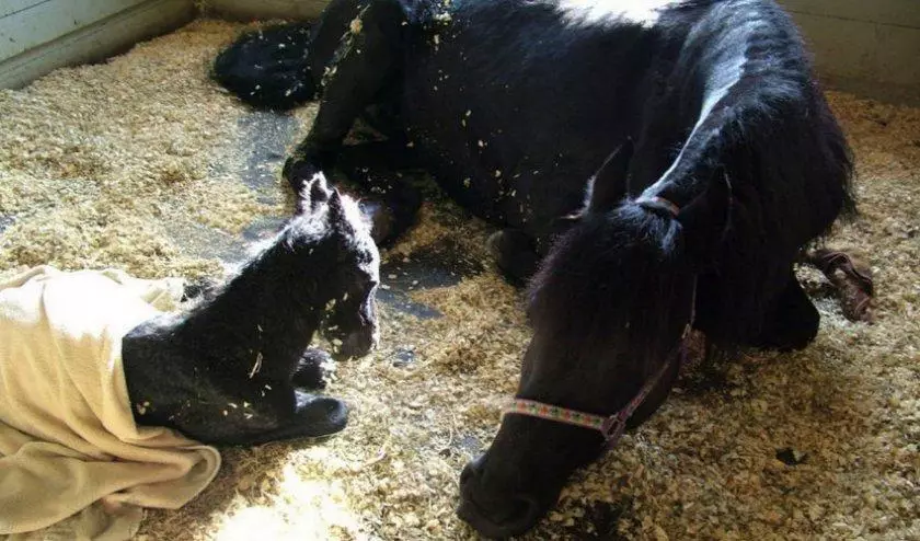 Horse and foal