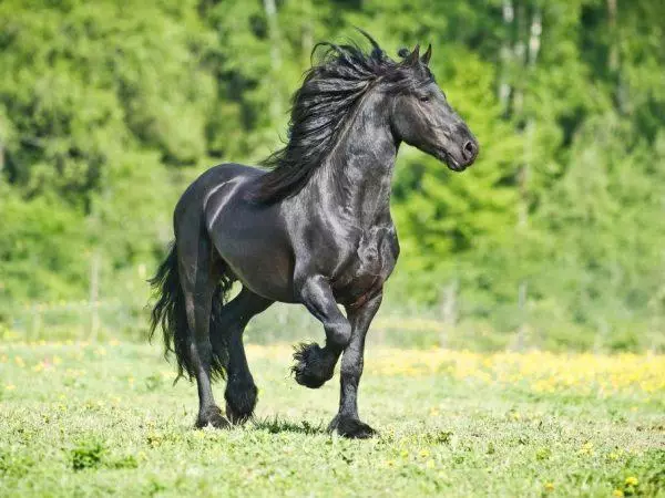 Frisian घोडा