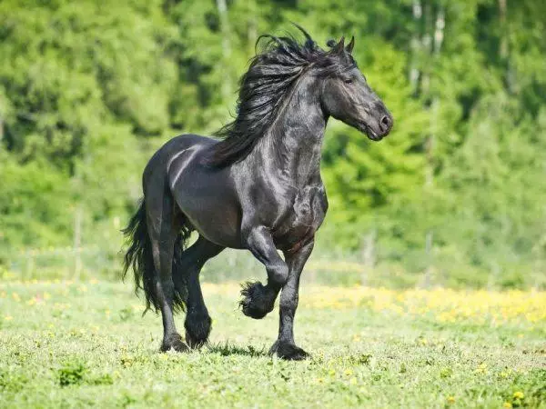 Frisian horse