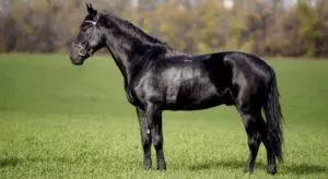 Opis i charakterystyka rasy Kabardii koni i zasad treści