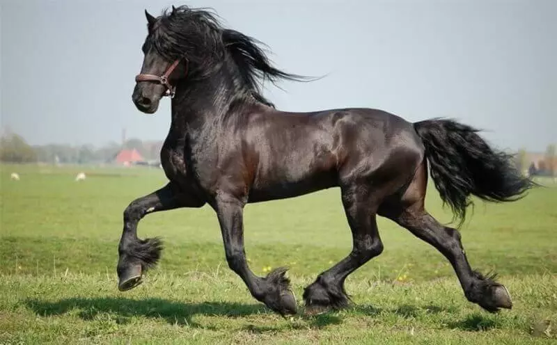 Frisian Horse.