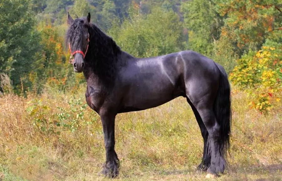 Frisian koně