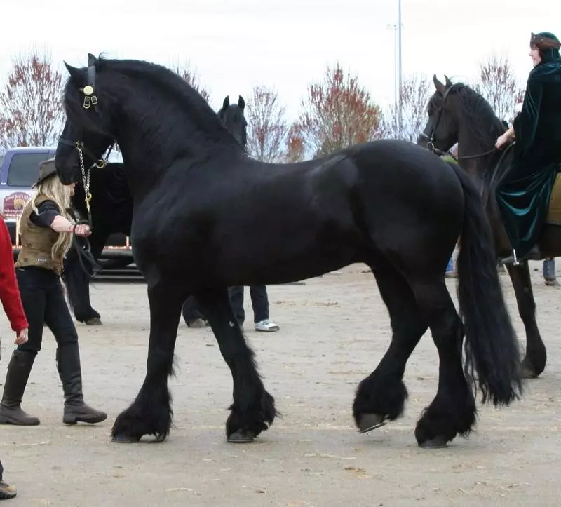 skaists zirgs
