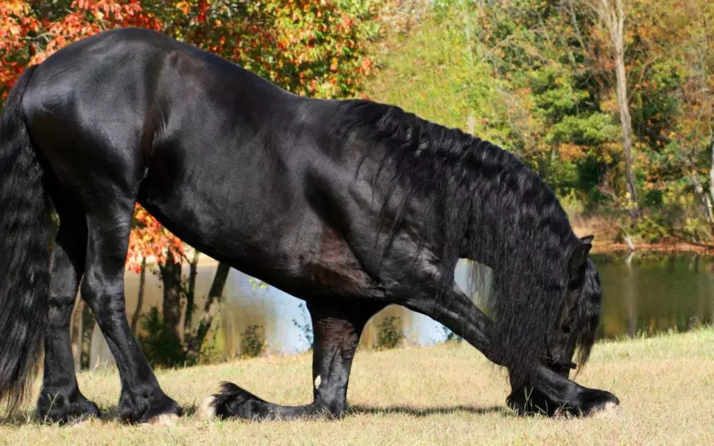 Frisian koně