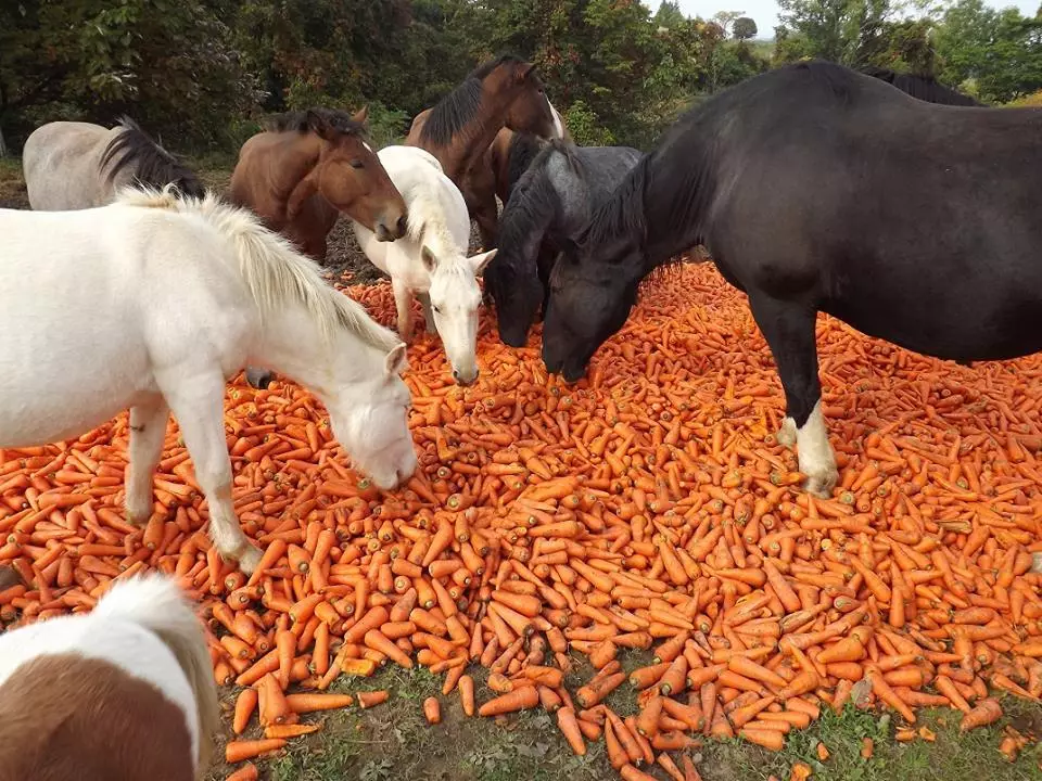 Alimentazione di cavalli